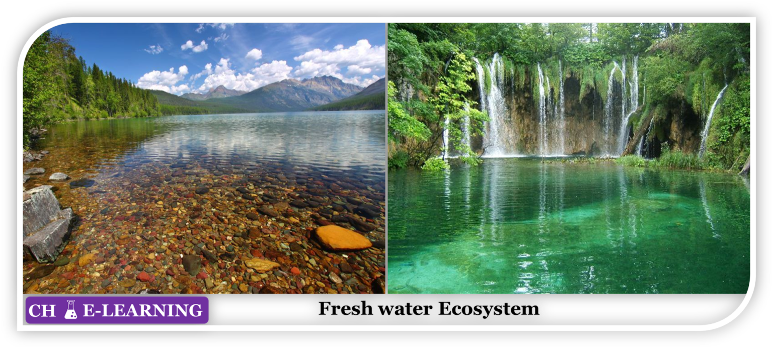 Topic 1.3: Types of Ecosystem - Insight into Chemical Engineering