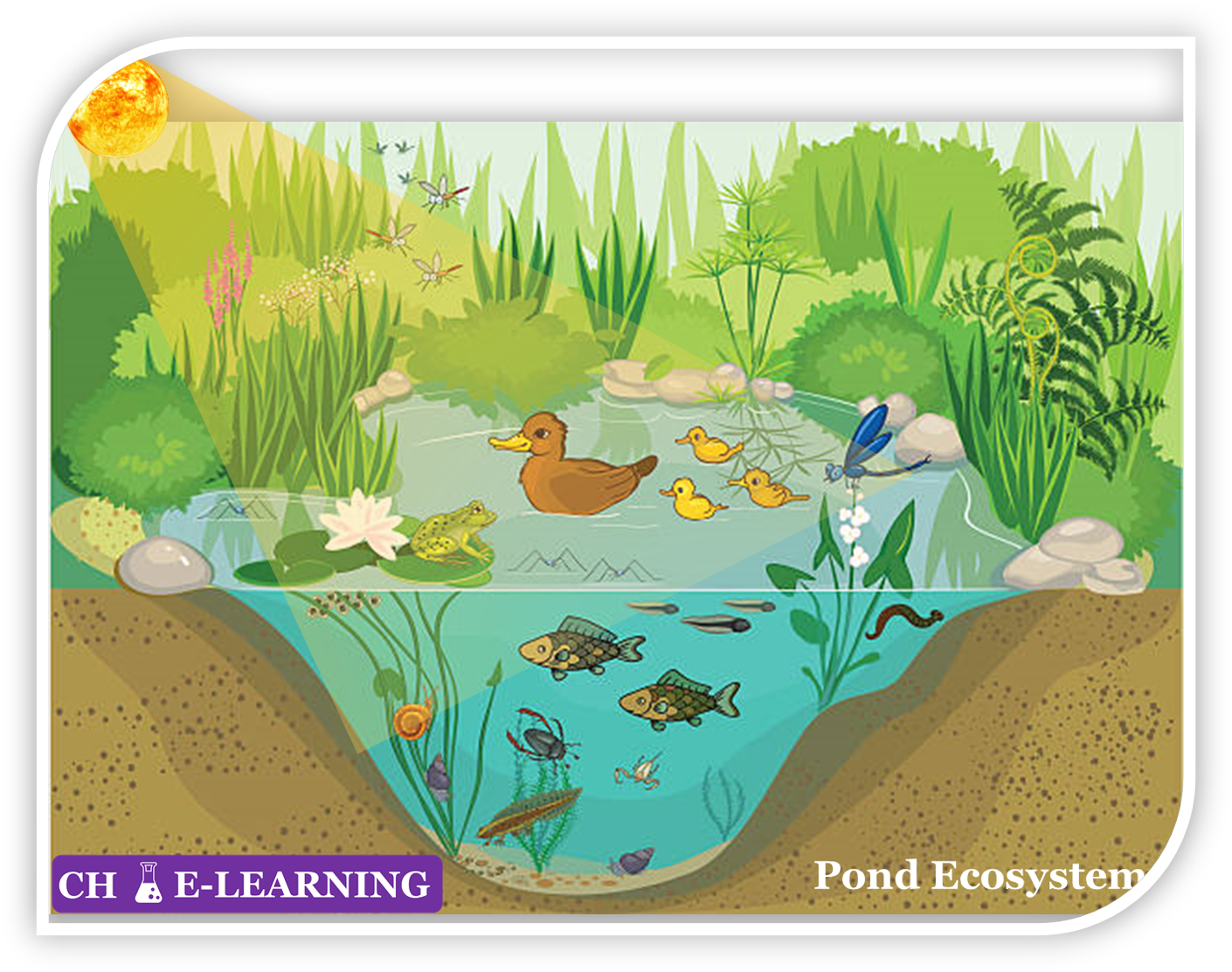 Topic 1.3: Types of Ecosystem - Insight into Chemical Engineering